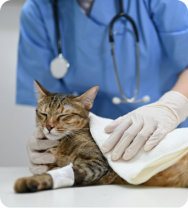 Noah’s Ark Pet Clinic