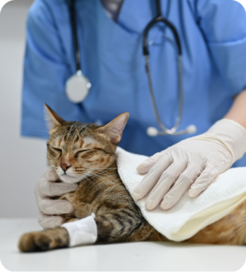 Home Visit Veterinary Care in Kent - Noah’s Ark Pet Clinic