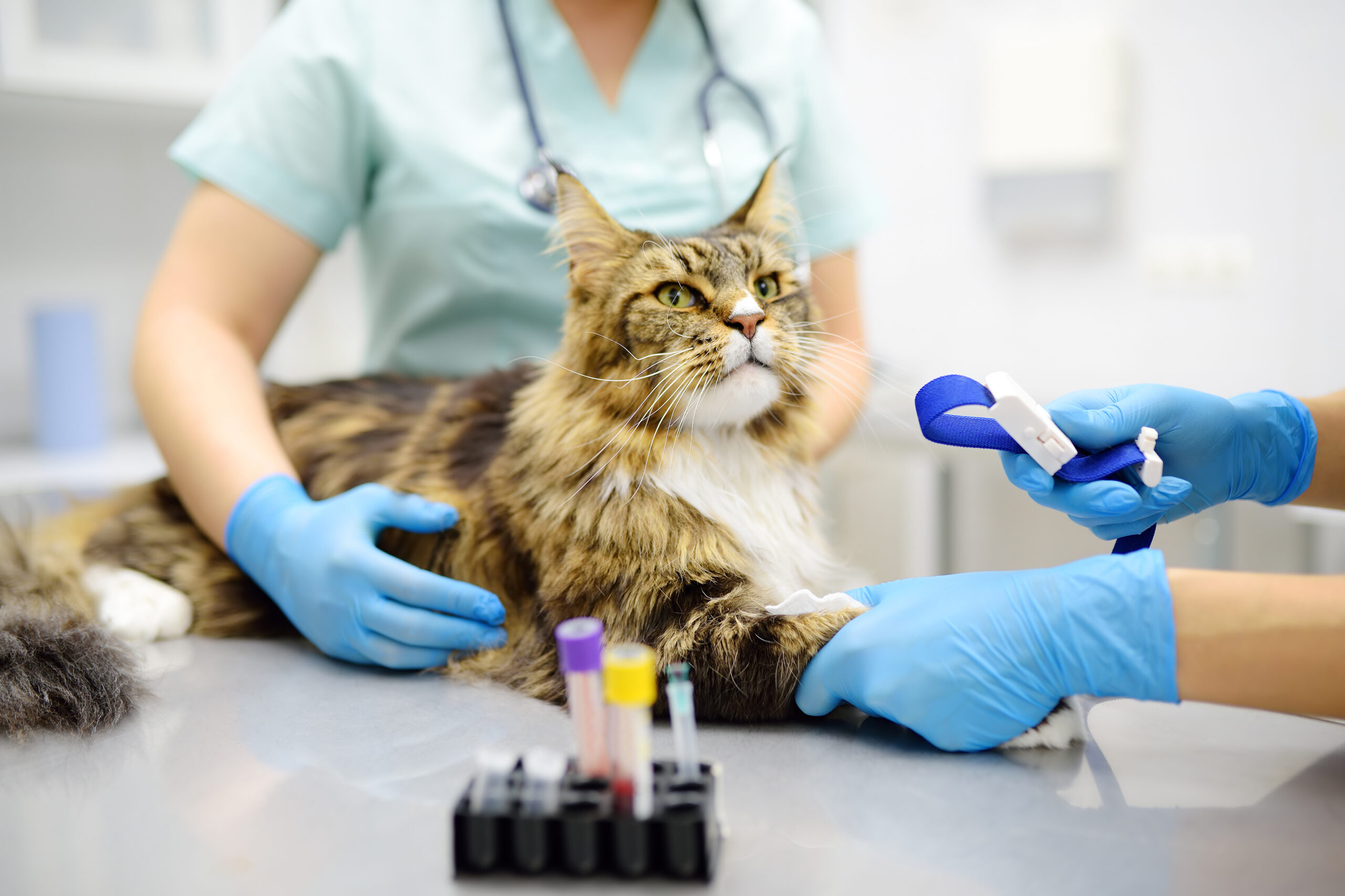 Our Services – Noah’s Ark Pet Clinic